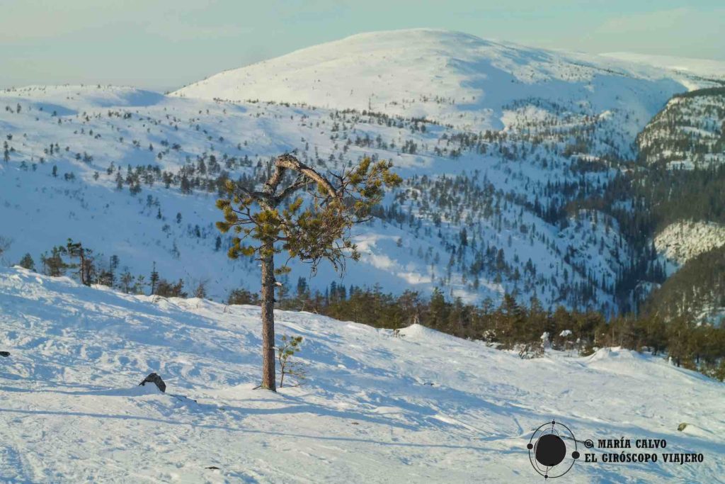 Pyhä Luosto - Laponia - Guía de Turismo de Finlandia