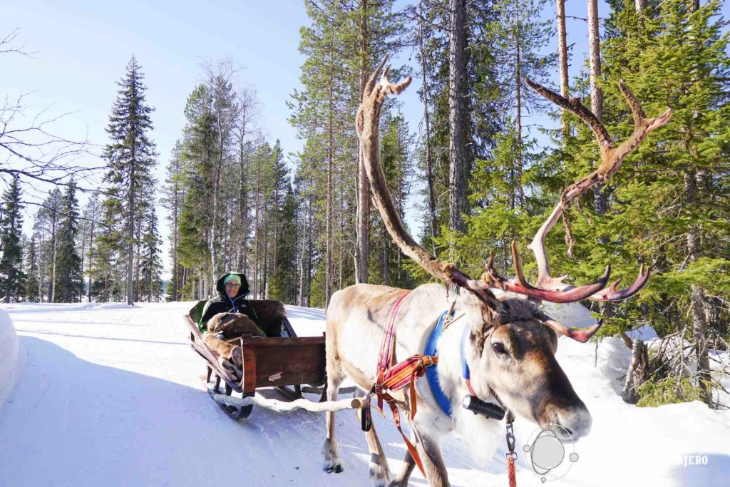 Paseo en trineo de renos en Rovaniemi | Laponia | visita granja