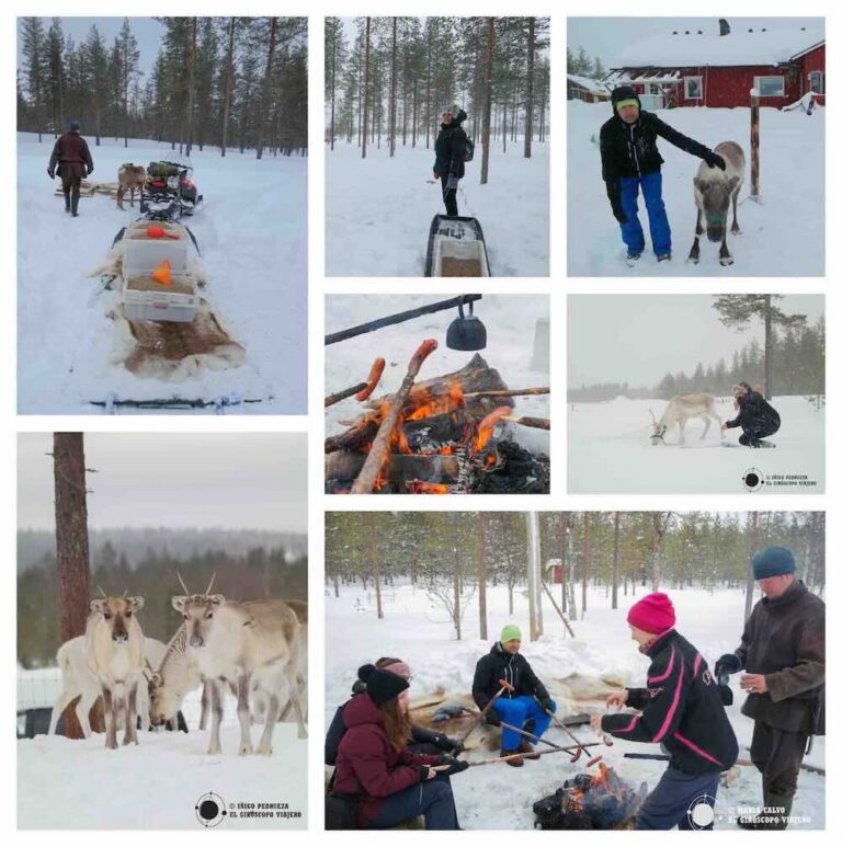 Visita de una granja de renos en Finlandia | Laponia | paseo trineo